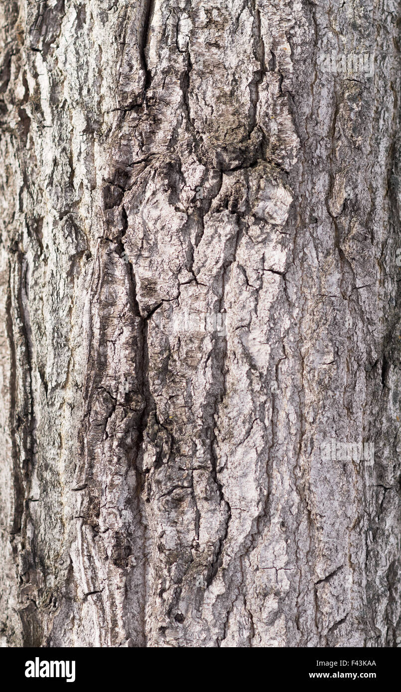 Big elm tree hi-res stock photography and images - Alamy