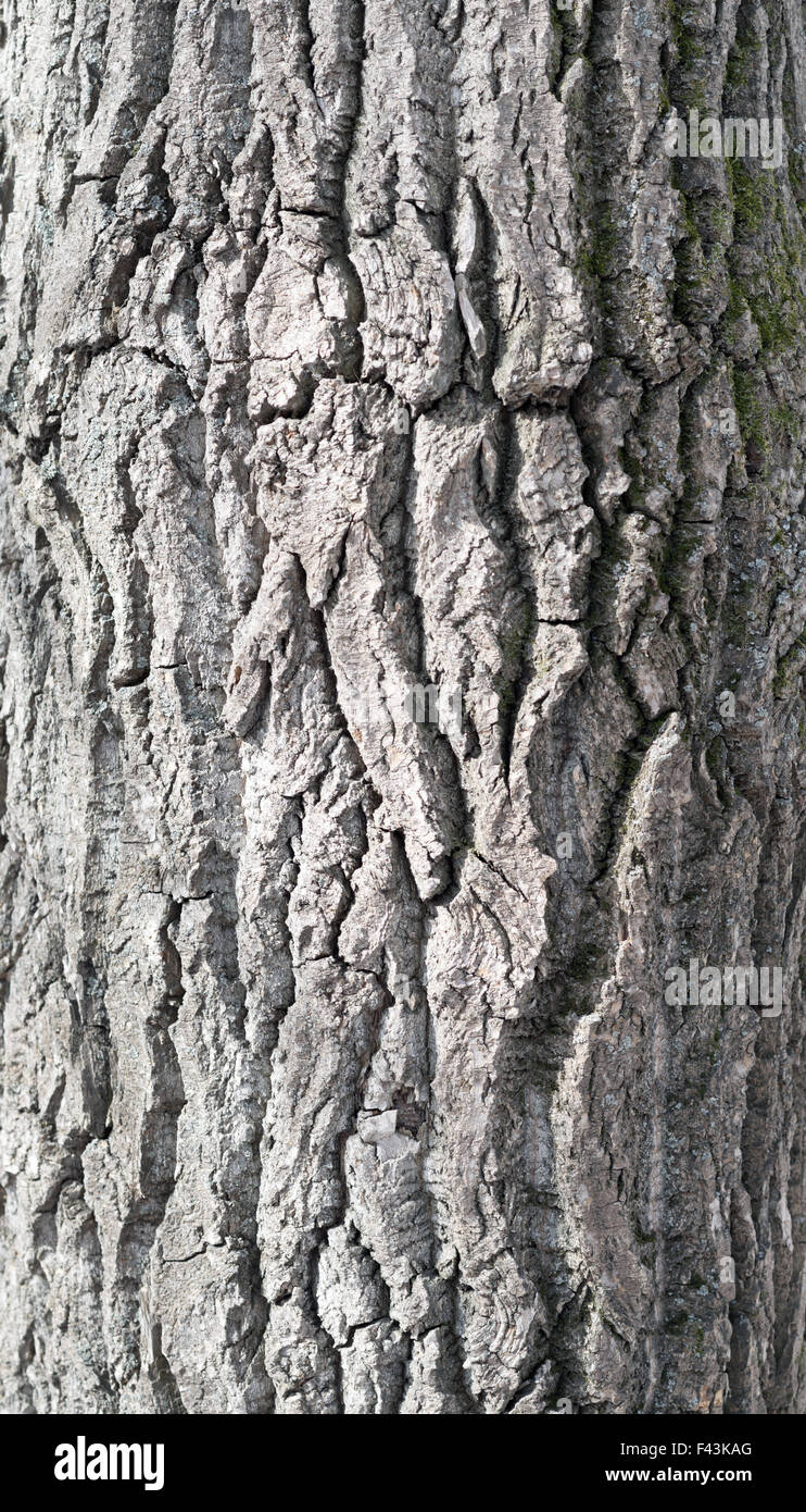 Elm bark pattern hi-res stock photography and images - Alamy
