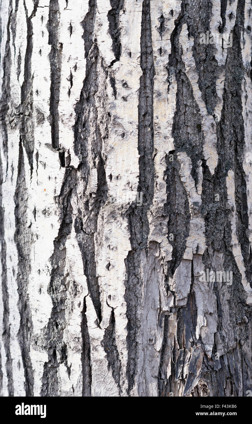 Crack and bark hi-res stock photography and images - Alamy