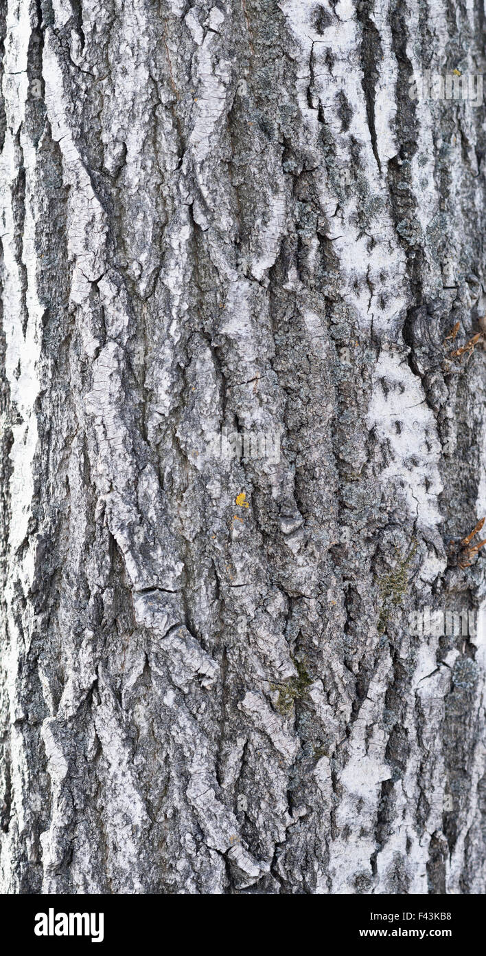 Vertical details of bark hi-res stock photography and images - Alamy