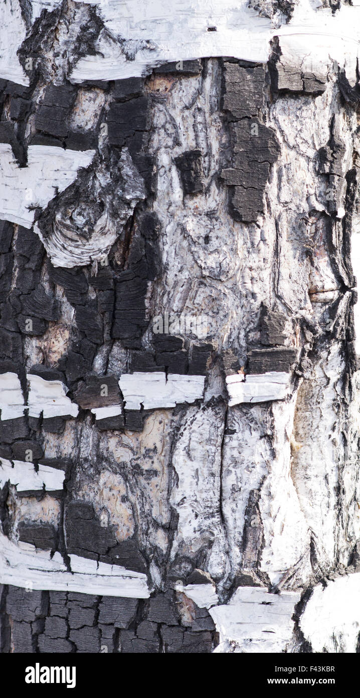 Bark decay texture hi-res stock photography and images - Alamy