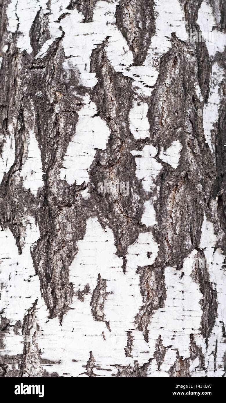 Birch bark detail hi-res stock photography and images - Alamy