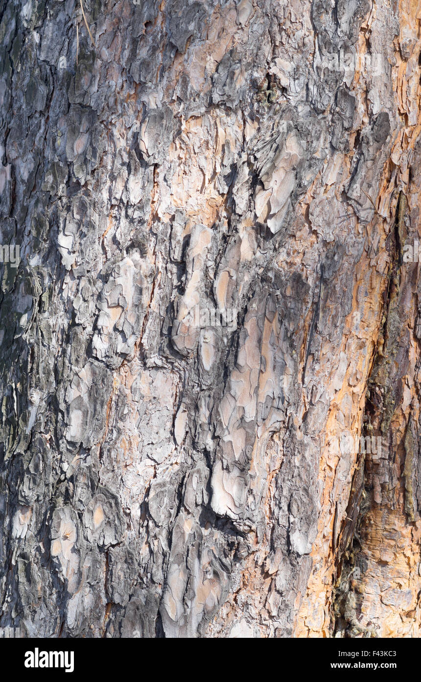 Red bark pine hi-res stock photography and images - Alamy