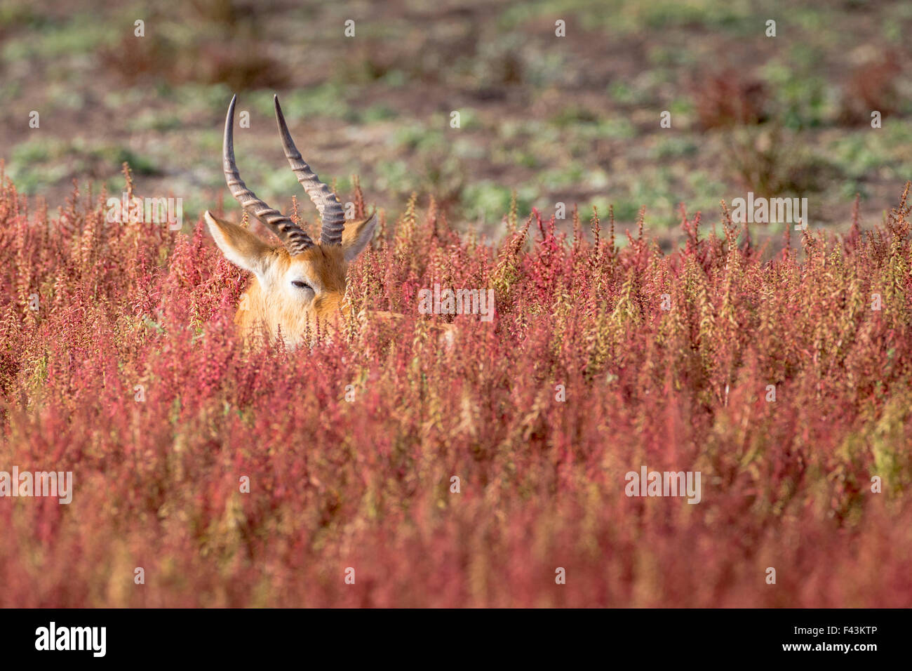 Animal puku wildlife hi-res stock photography and images - Alamy