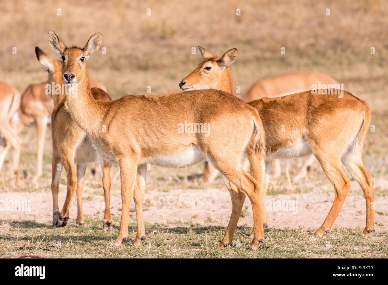 Animal puku wildlife hi-res stock photography and images - Alamy