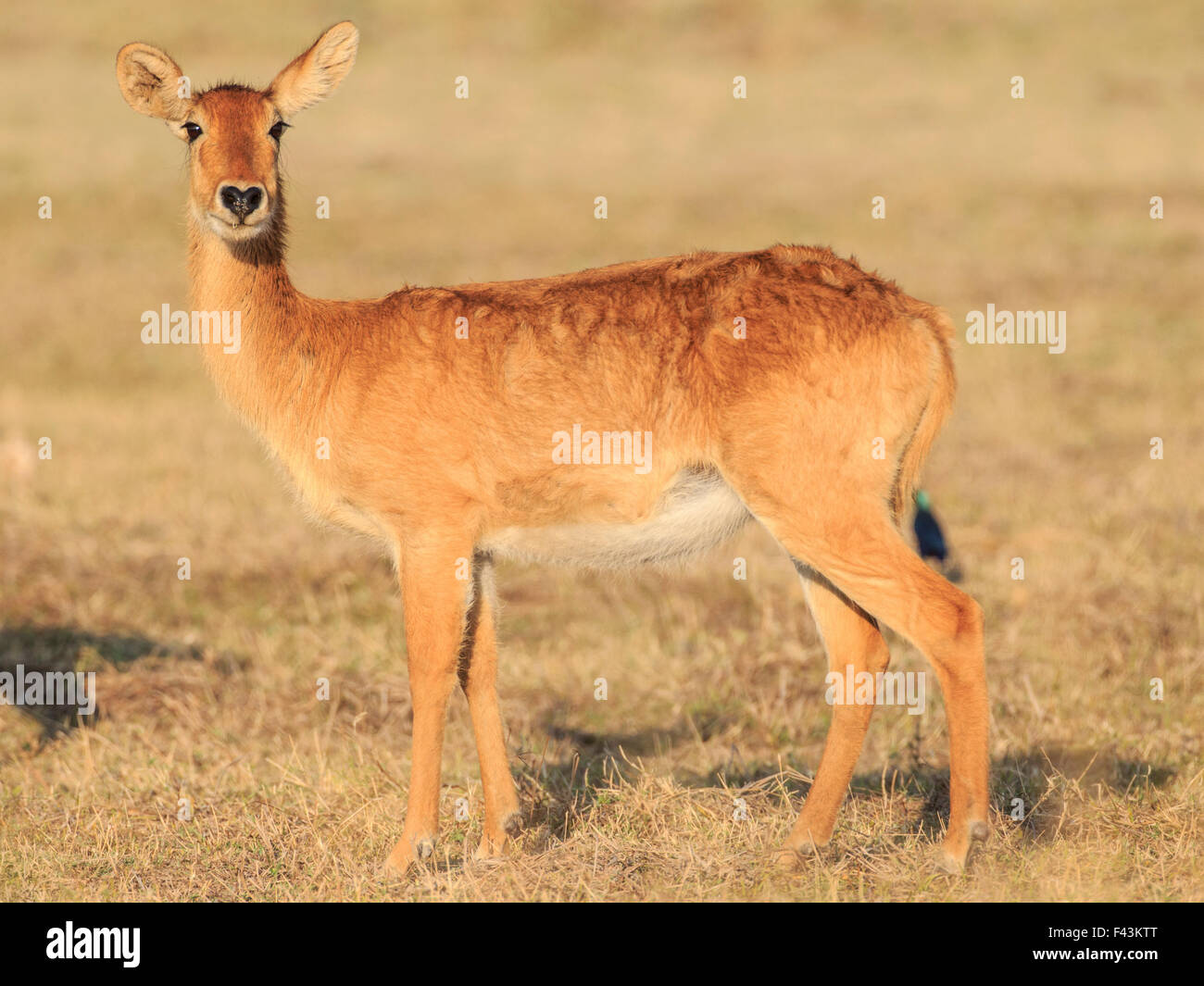 Animal puku wildlife hi-res stock photography and images - Alamy