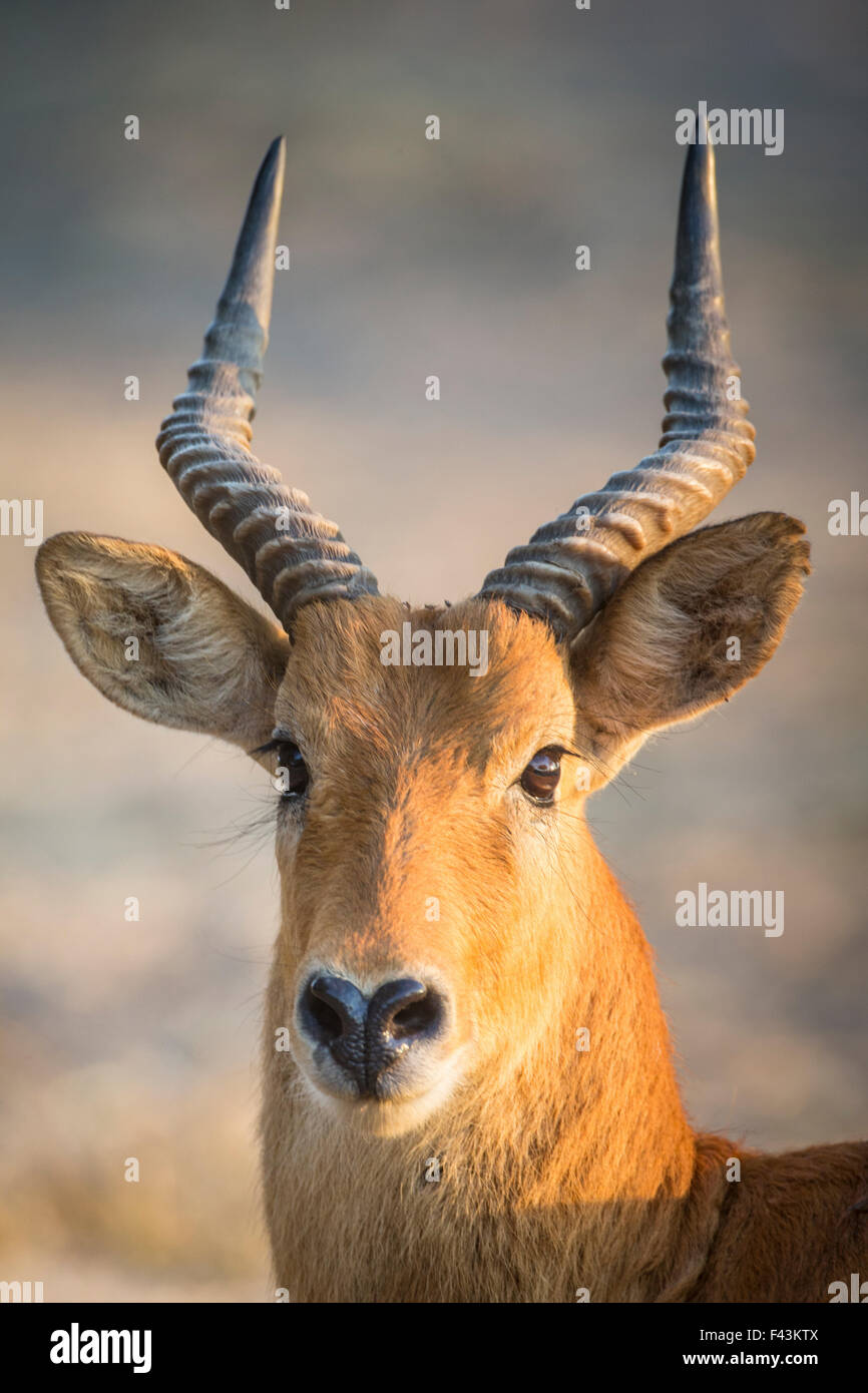 Animal puku wildlife hi-res stock photography and images - Alamy