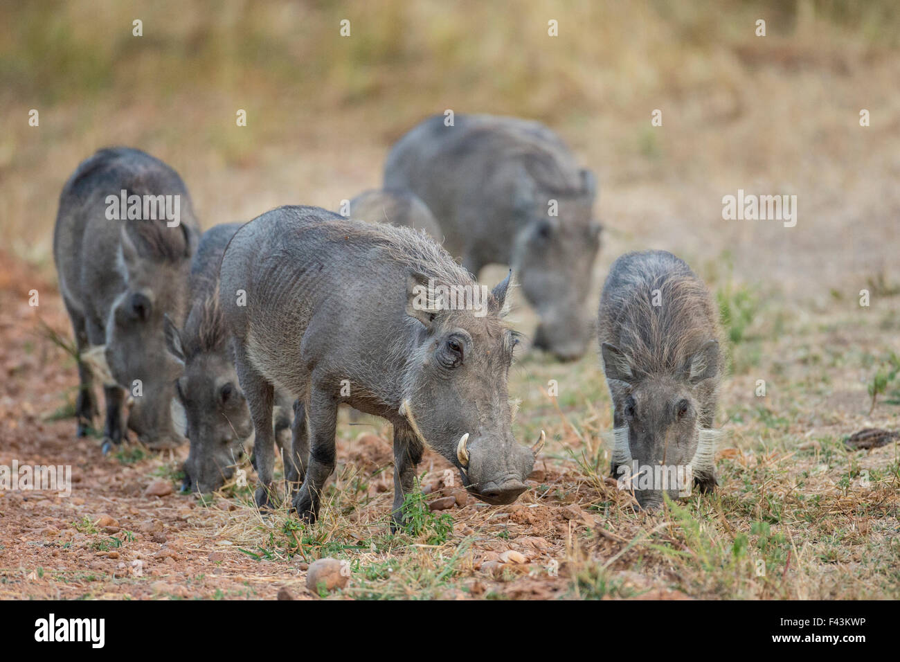 Warthog phacochoerus africanus family hi-res stock photography and ...