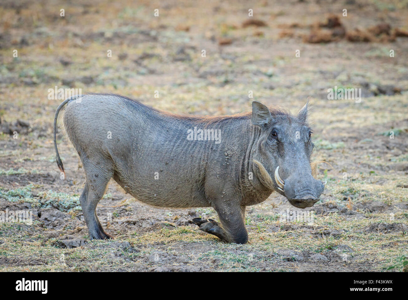 Warthog phacochoerus africanus single hi-res stock photography and ...