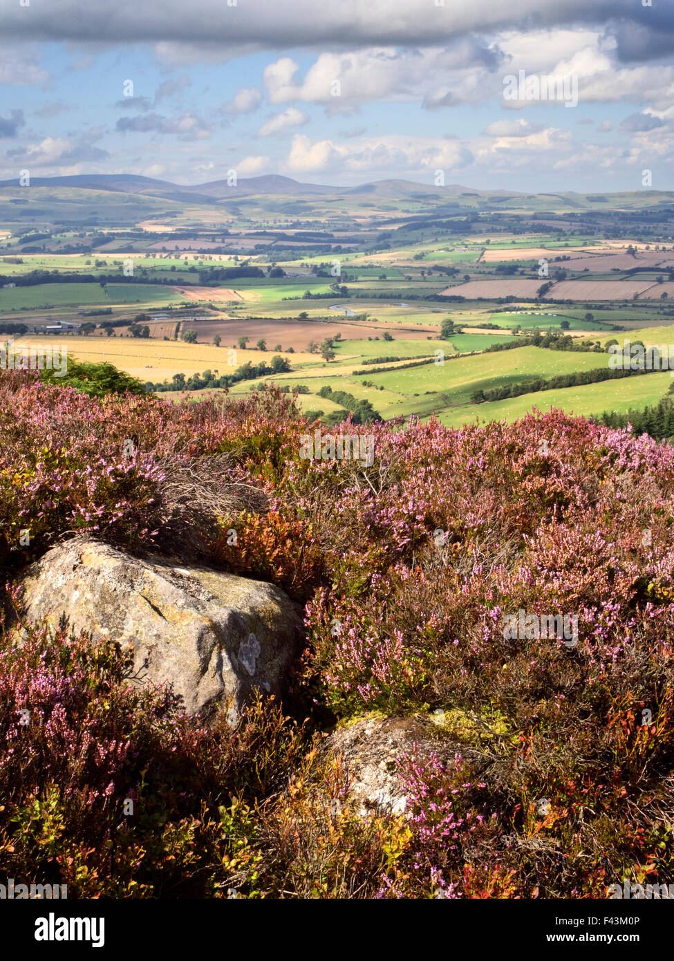 Heather Moorland in the Simonside Hills with Coquetdale and The ...