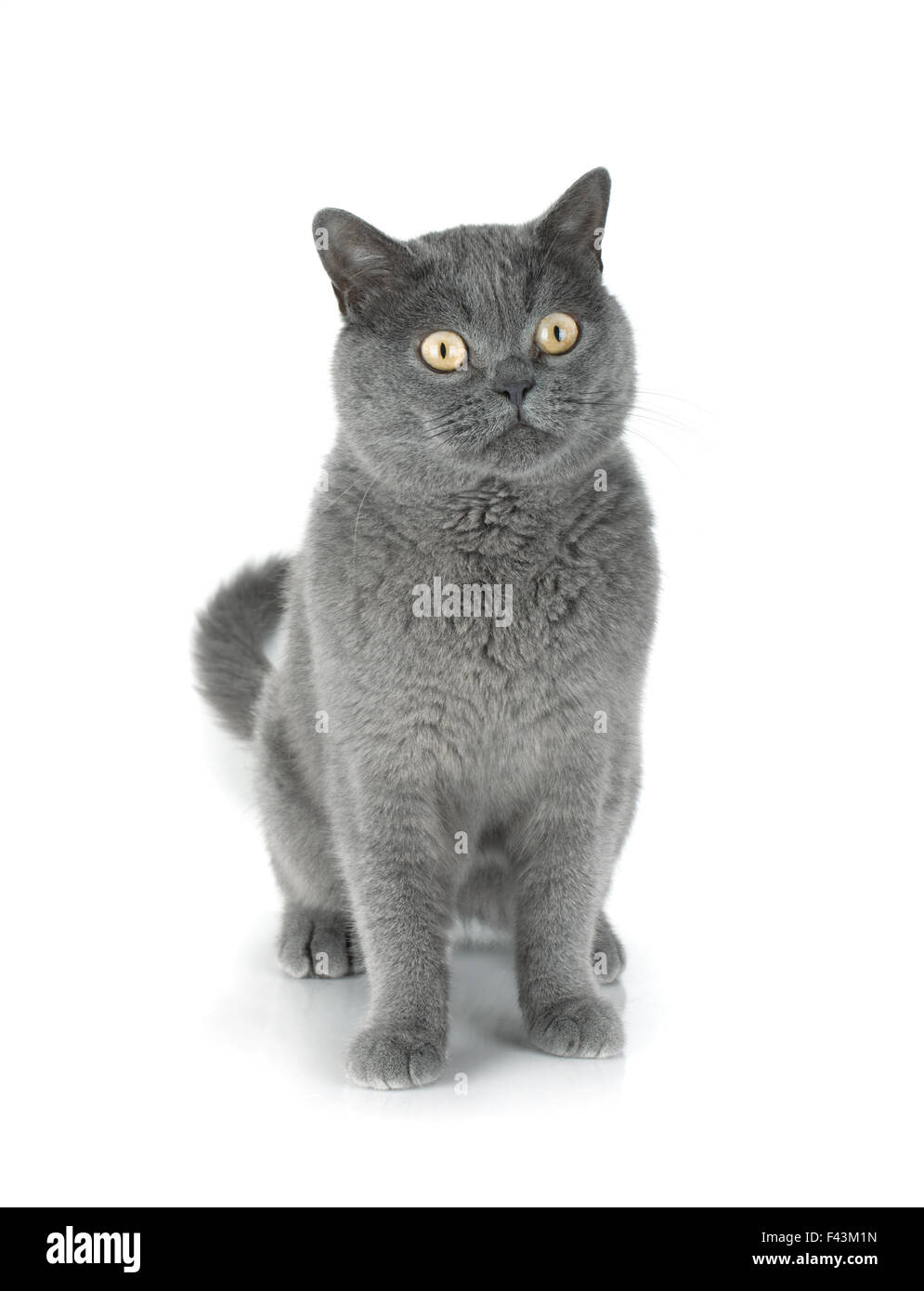 Domestic shorthair cat beautiful yellow Cut Out Stock Images & Pictures ...