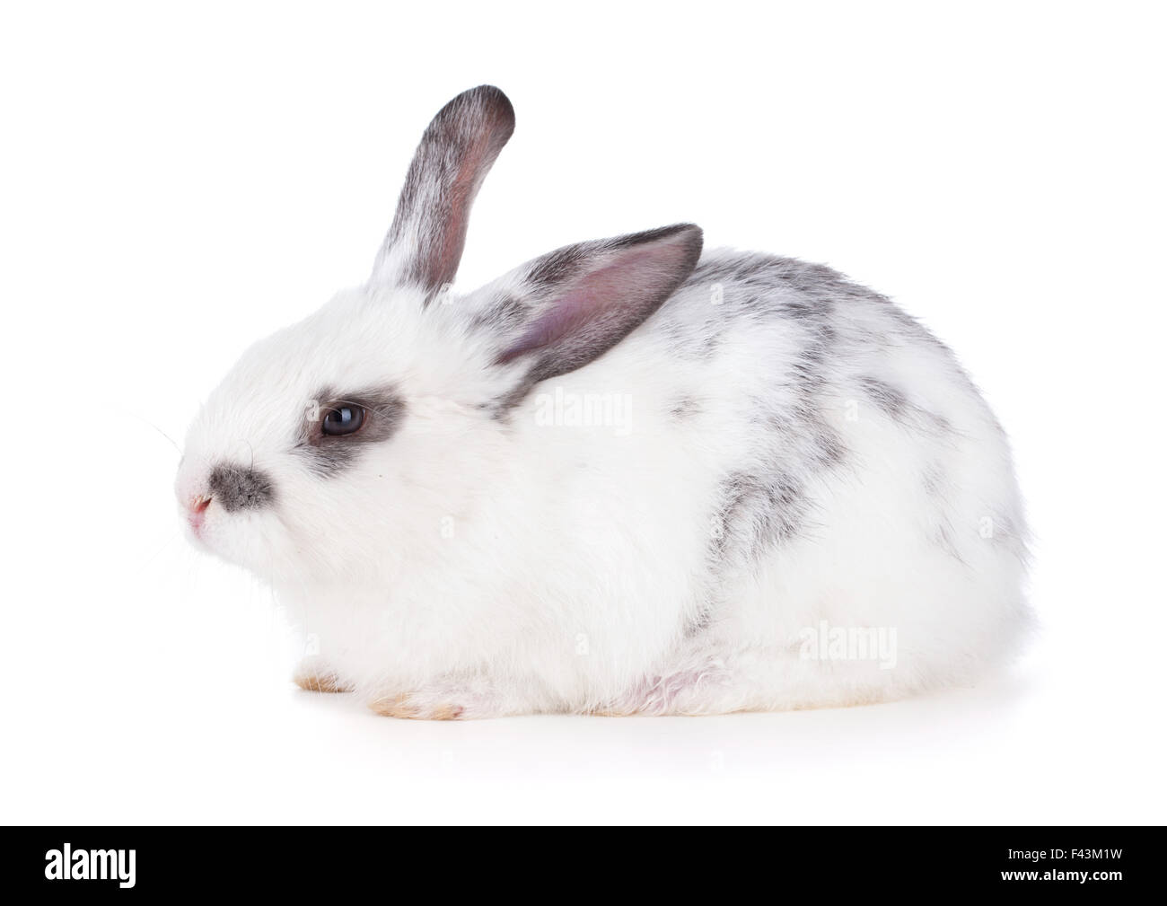 Small rabbit. Isolated on white background Stock Photo - Alamy