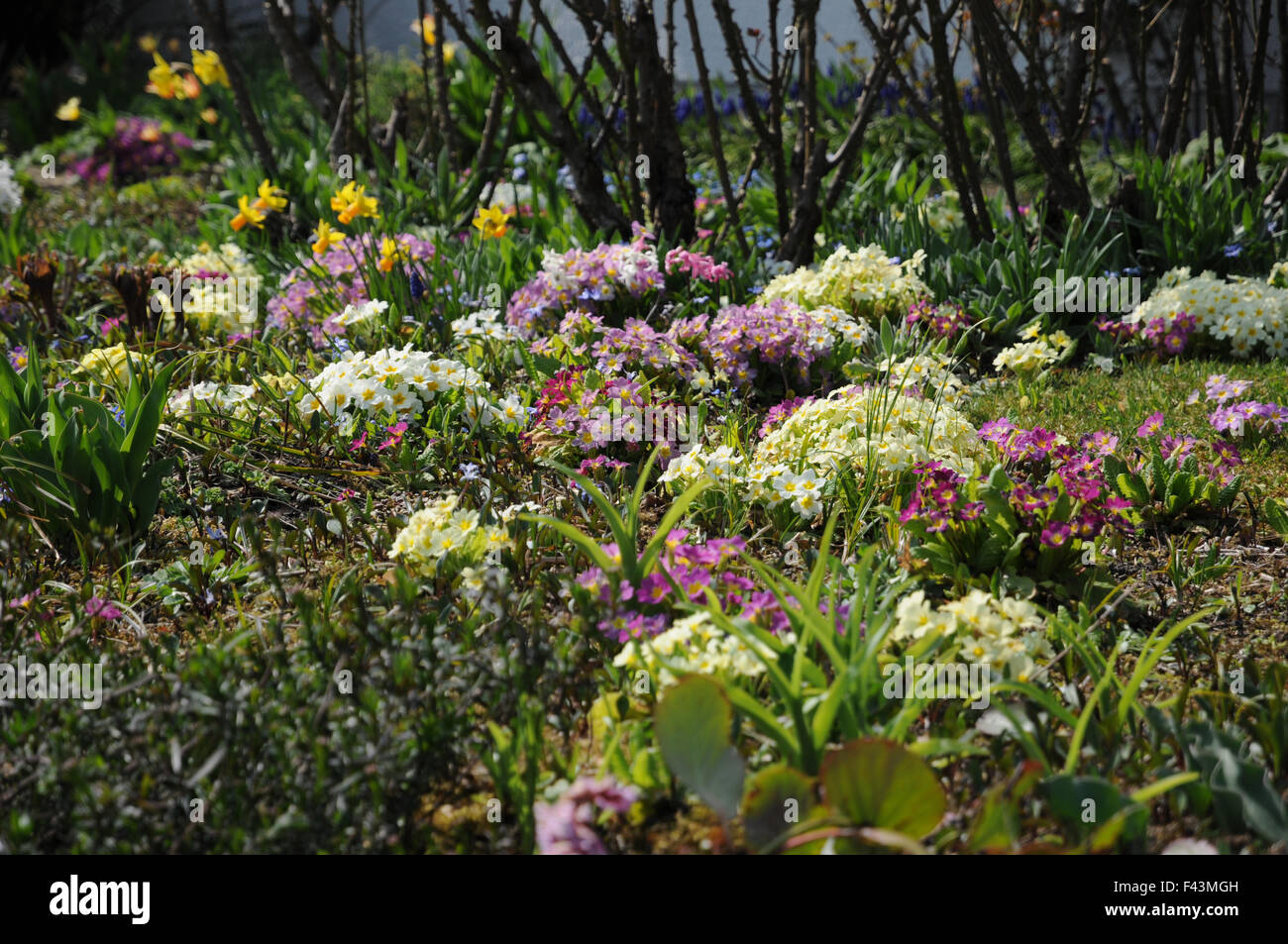 Gemeine primel hi-res stock photography and images - Alamy