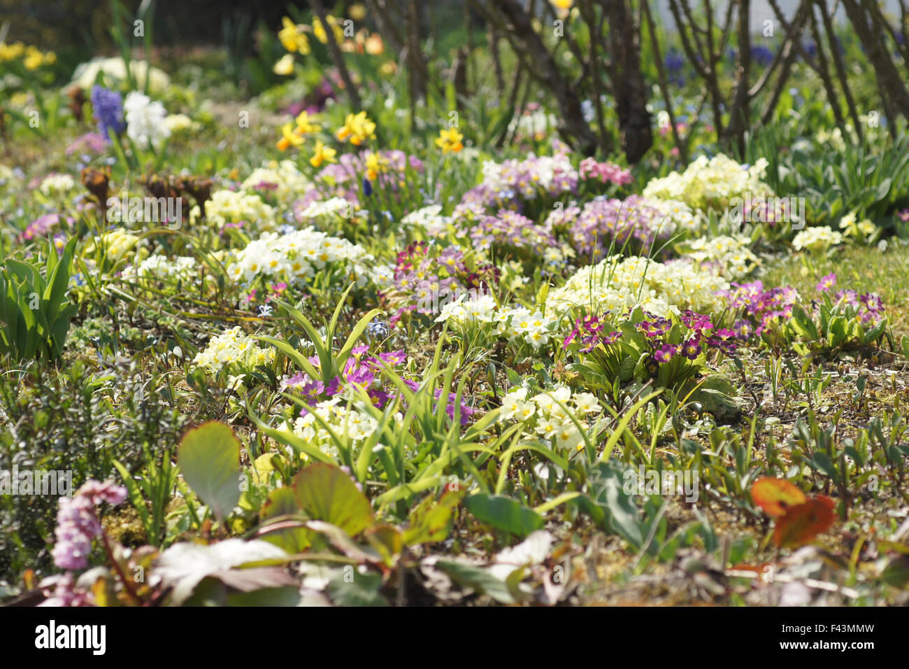 Gemeine primel hi-res stock photography and images - Alamy