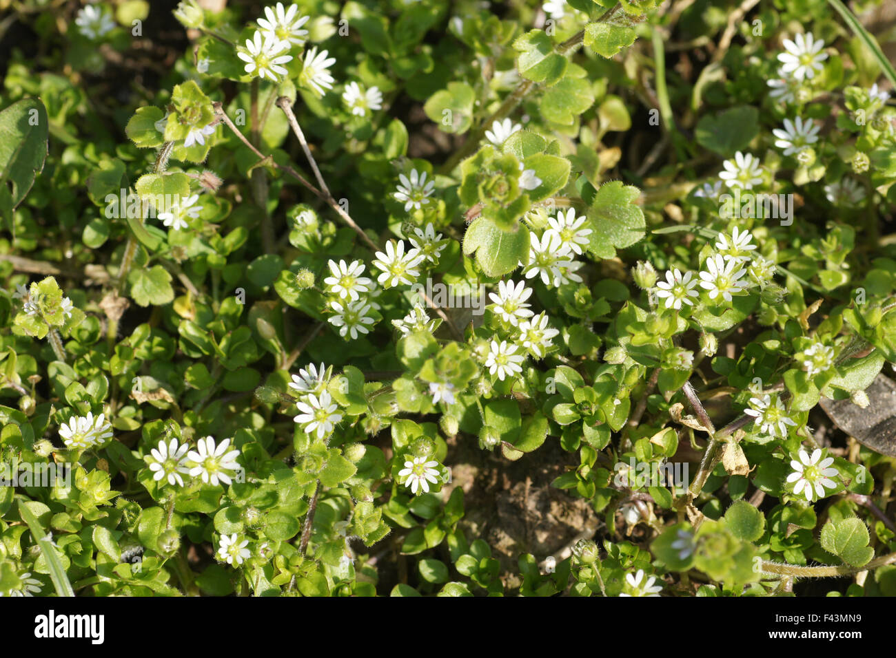 Chickenword hi-res stock photography and images - Alamy