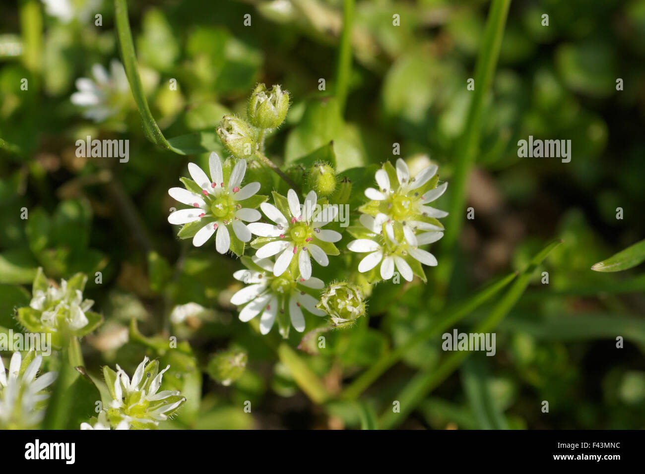 Chickenword High Resolution Stock Photography and Images - Alamy