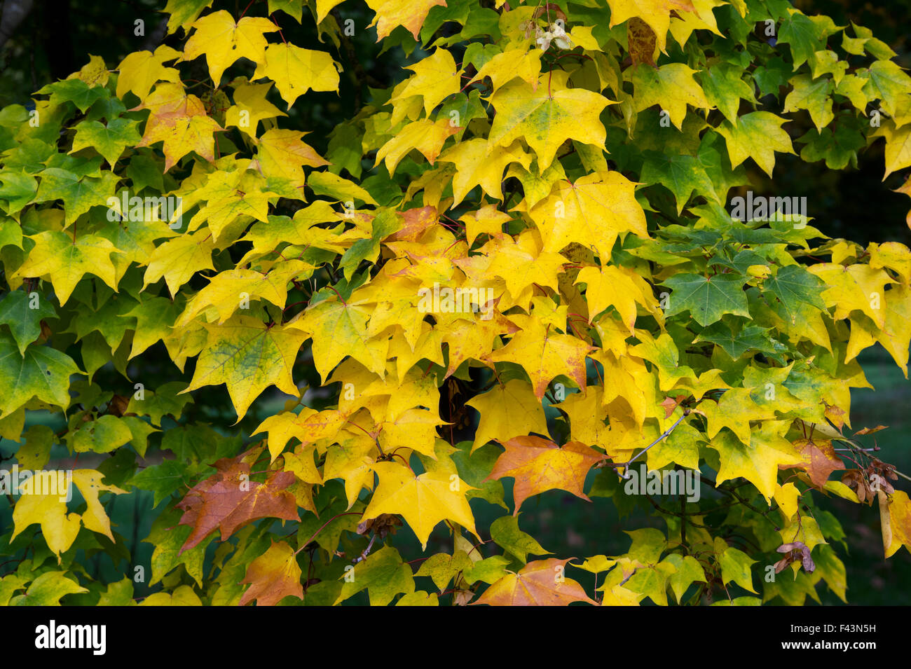 Acer cappadocicum rubrum. Red Cappadocian maple tree leaves in autumn ...
