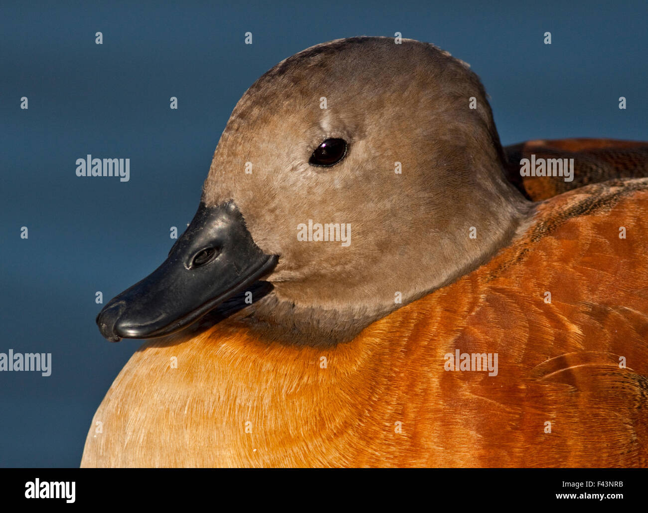 South african water birds hi-res stock photography and images - Alamy