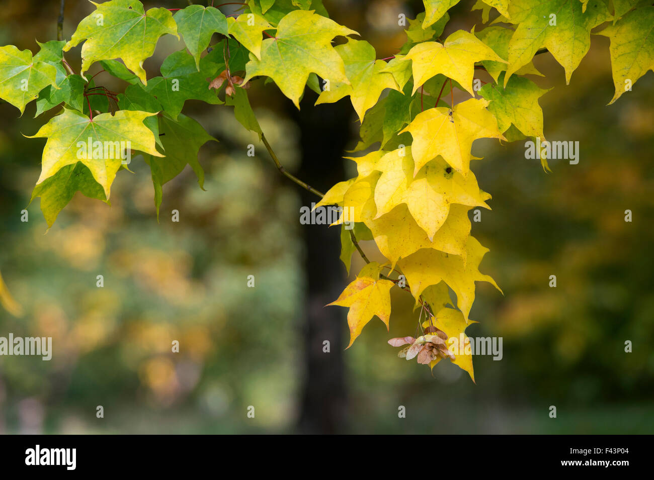 Acer cappadocicum rubrum. Red Cappadocian maple tree leaves in autumn ...