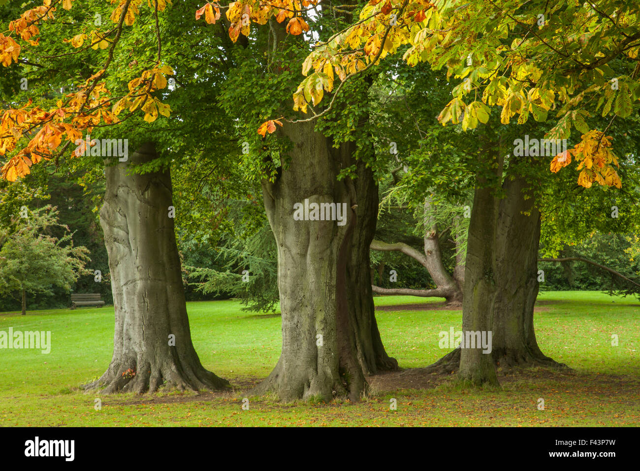 Autumn trees bath hi-res stock photography and images - Alamy