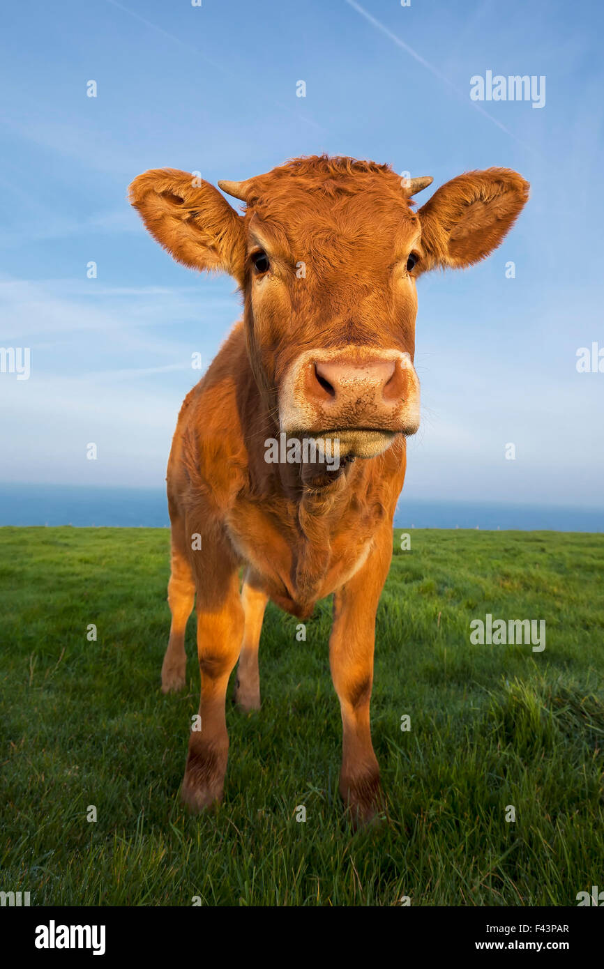 Vertical cow hi-res stock photography and images - Alamy