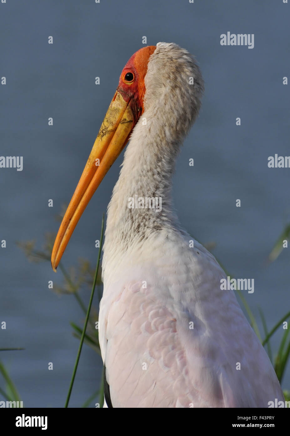 Yellow Billed Stork Stock Photo - Alamy