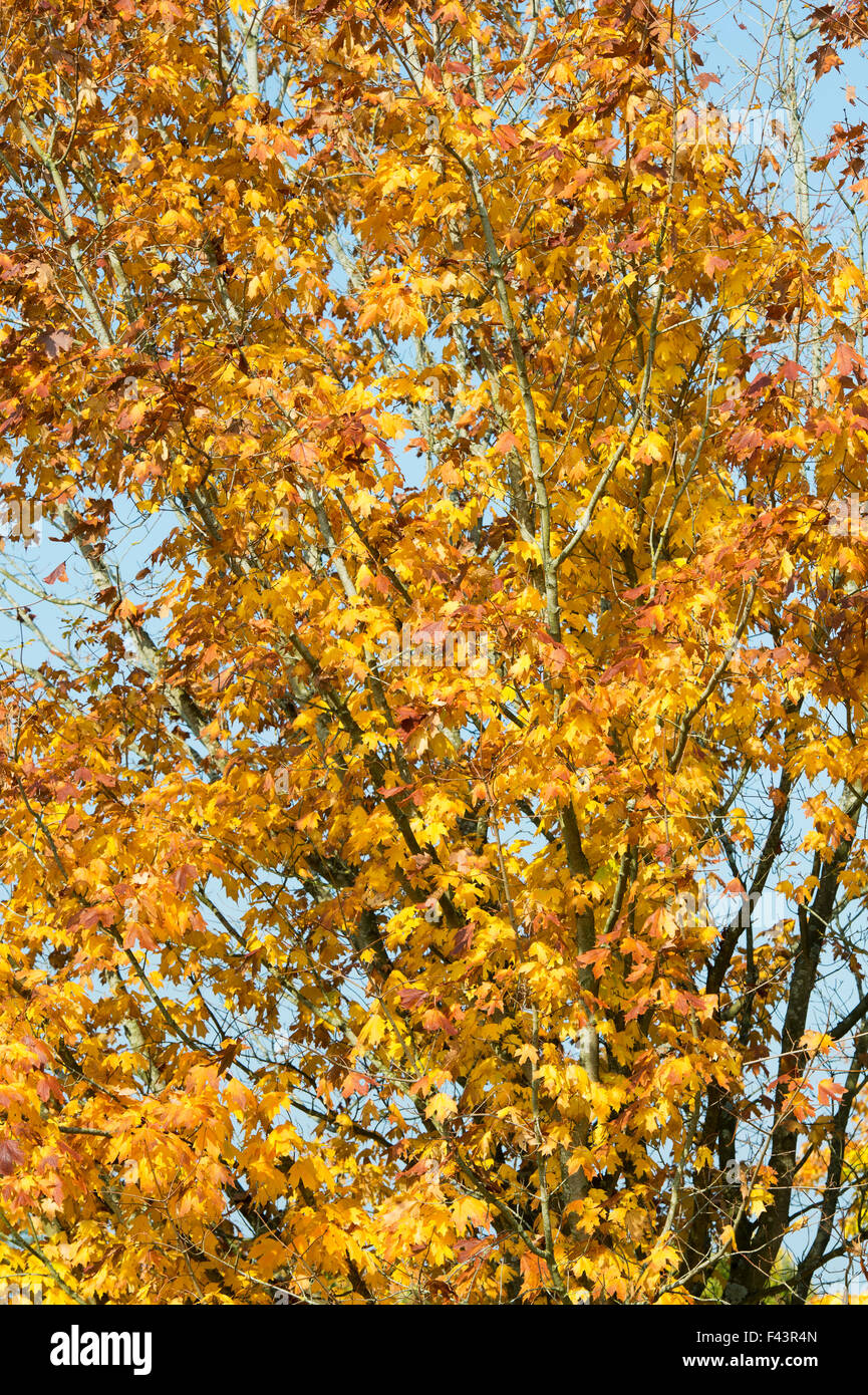 Golden black colour hi-res stock photography and images - Alamy