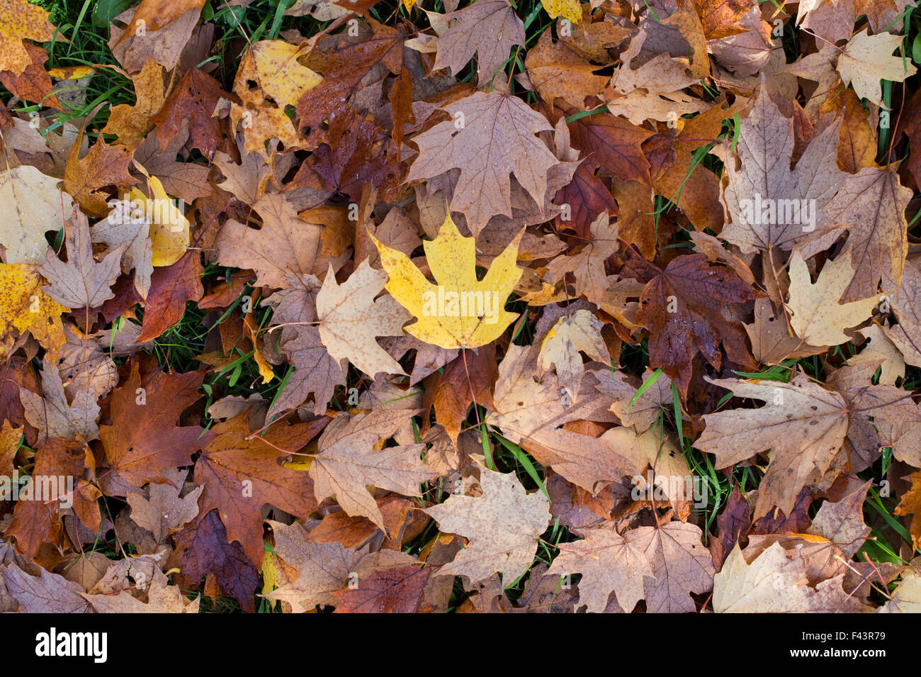 Acer Saccharum Autumn High Resolution Stock Photography and Images - Alamy