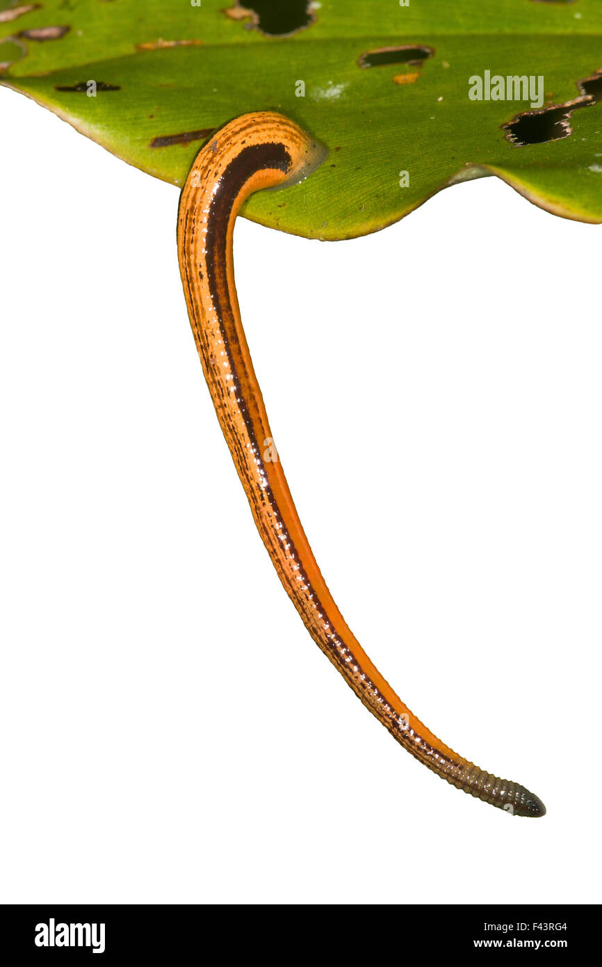 Tiger Leech (Haemadipsa picta). Danum Valley, Sabah, Borneo Stock Photo - Alamy