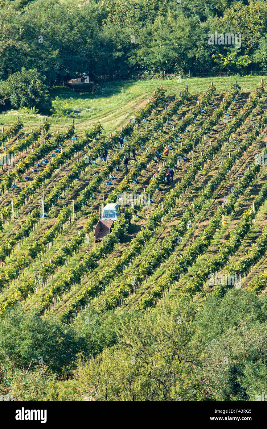 Pale grapes hi-res stock photography and images - Alamy