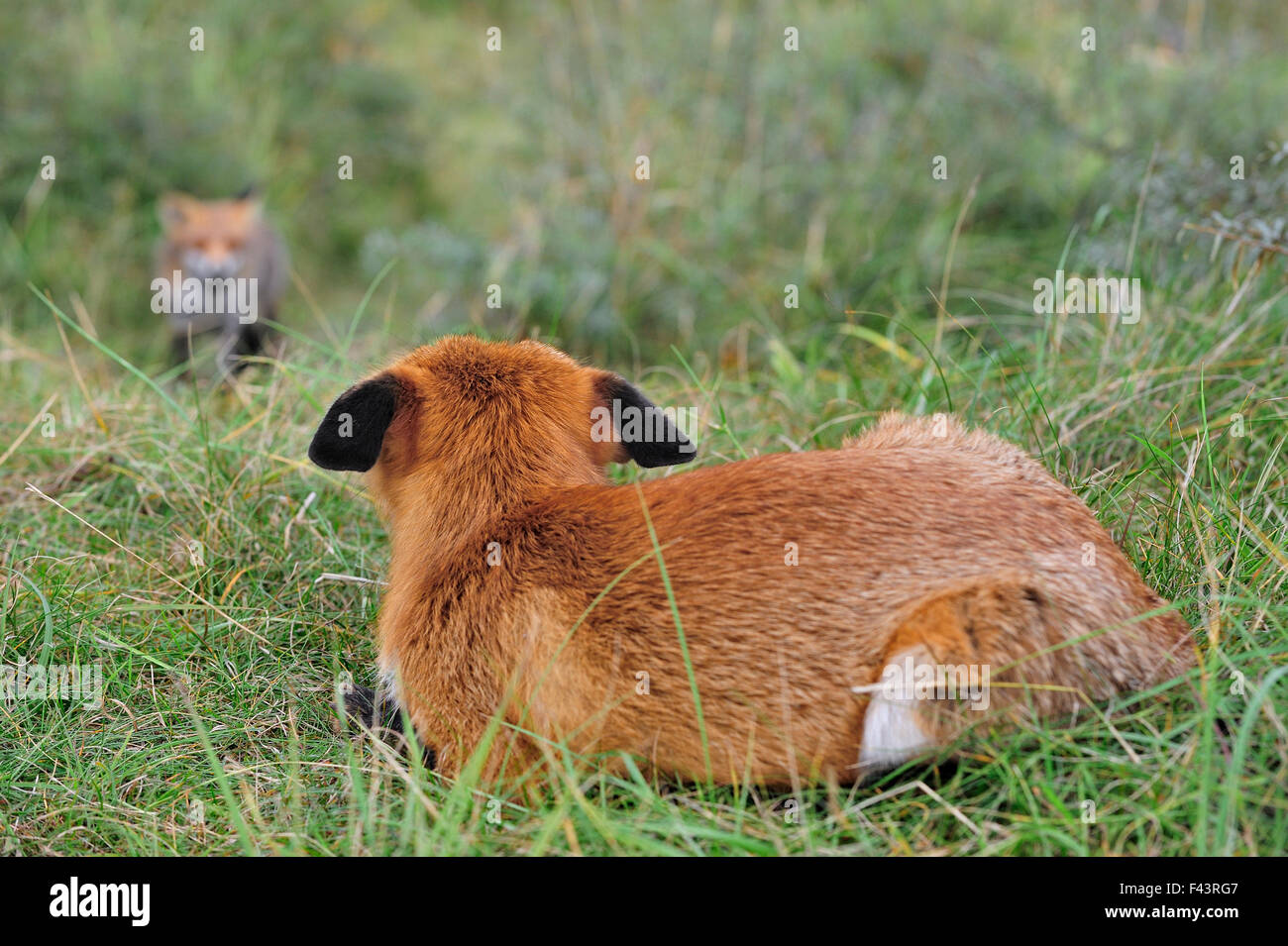 Red fox (Vulpes vulpes) in defensive posture with ears flat, watching ...