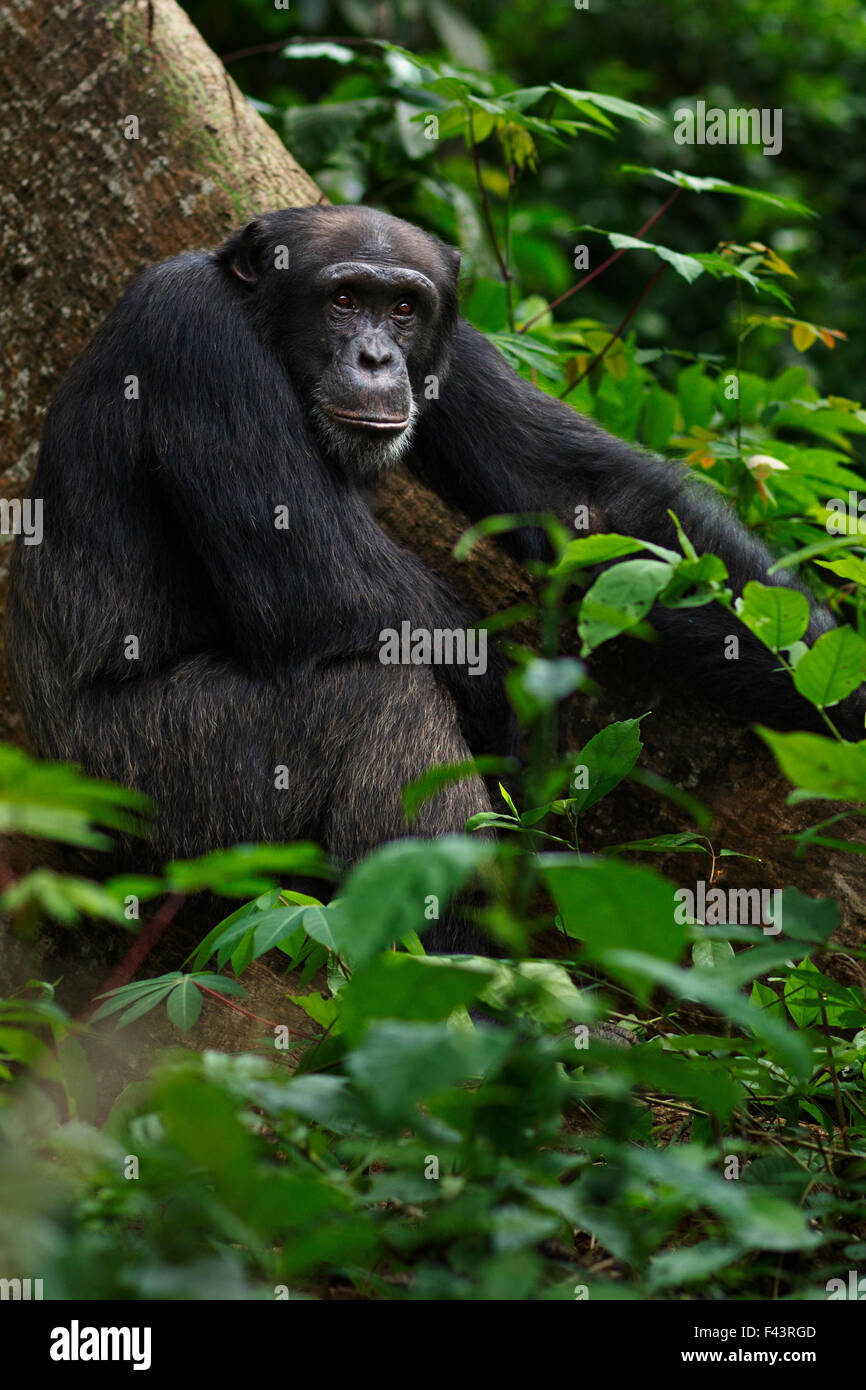 Western chimpanzee (Pan troglodytes verus) young male 'Peley' aged 12 ...