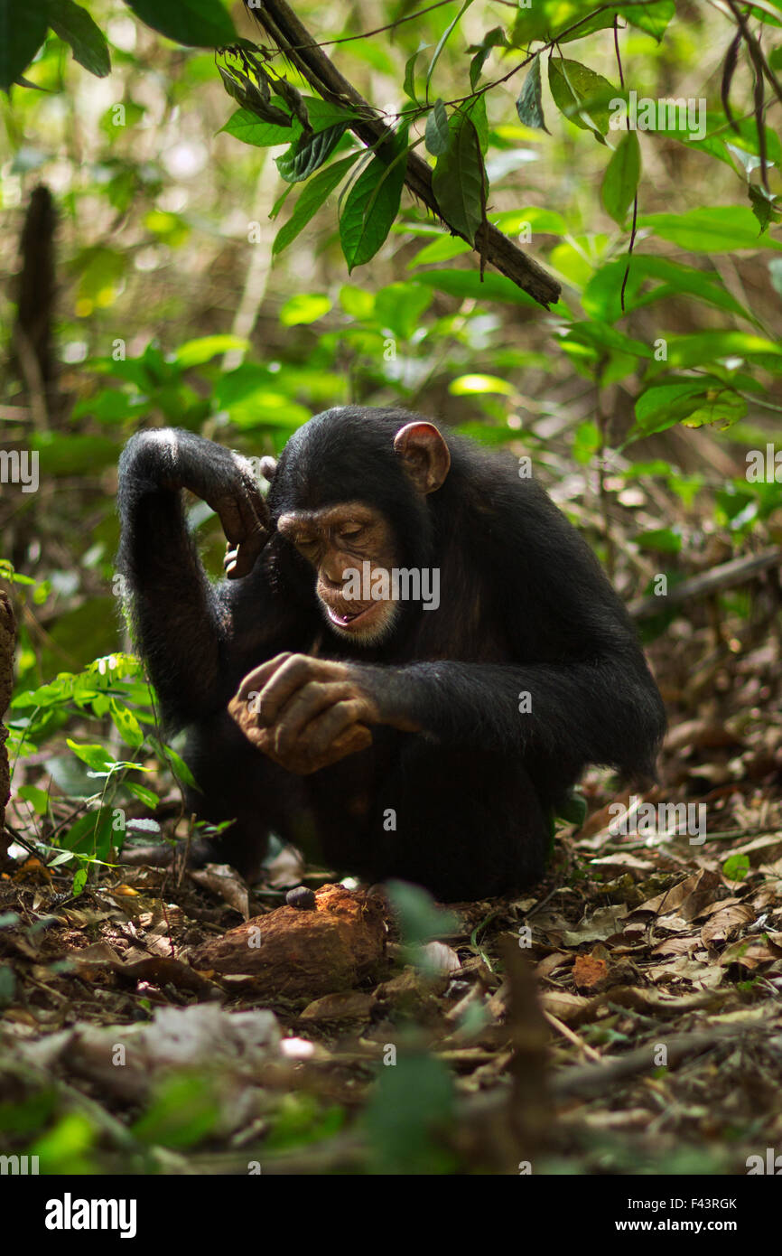 Western chimpanzee (Pan troglodytes verus) juvenile female 'Joya' aged ...