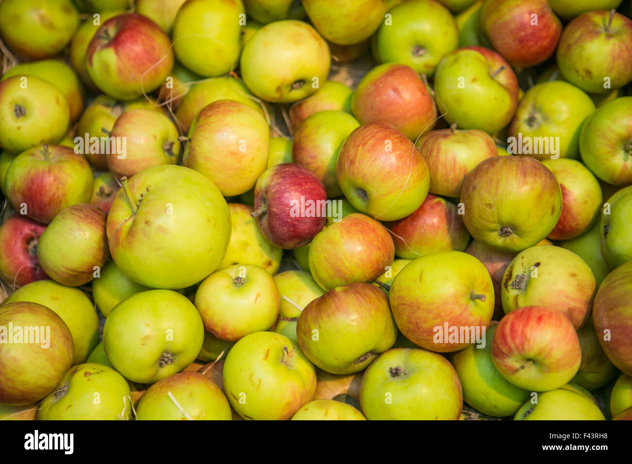 Closeup red, green and yellow apples background Stock Photo - Alamy