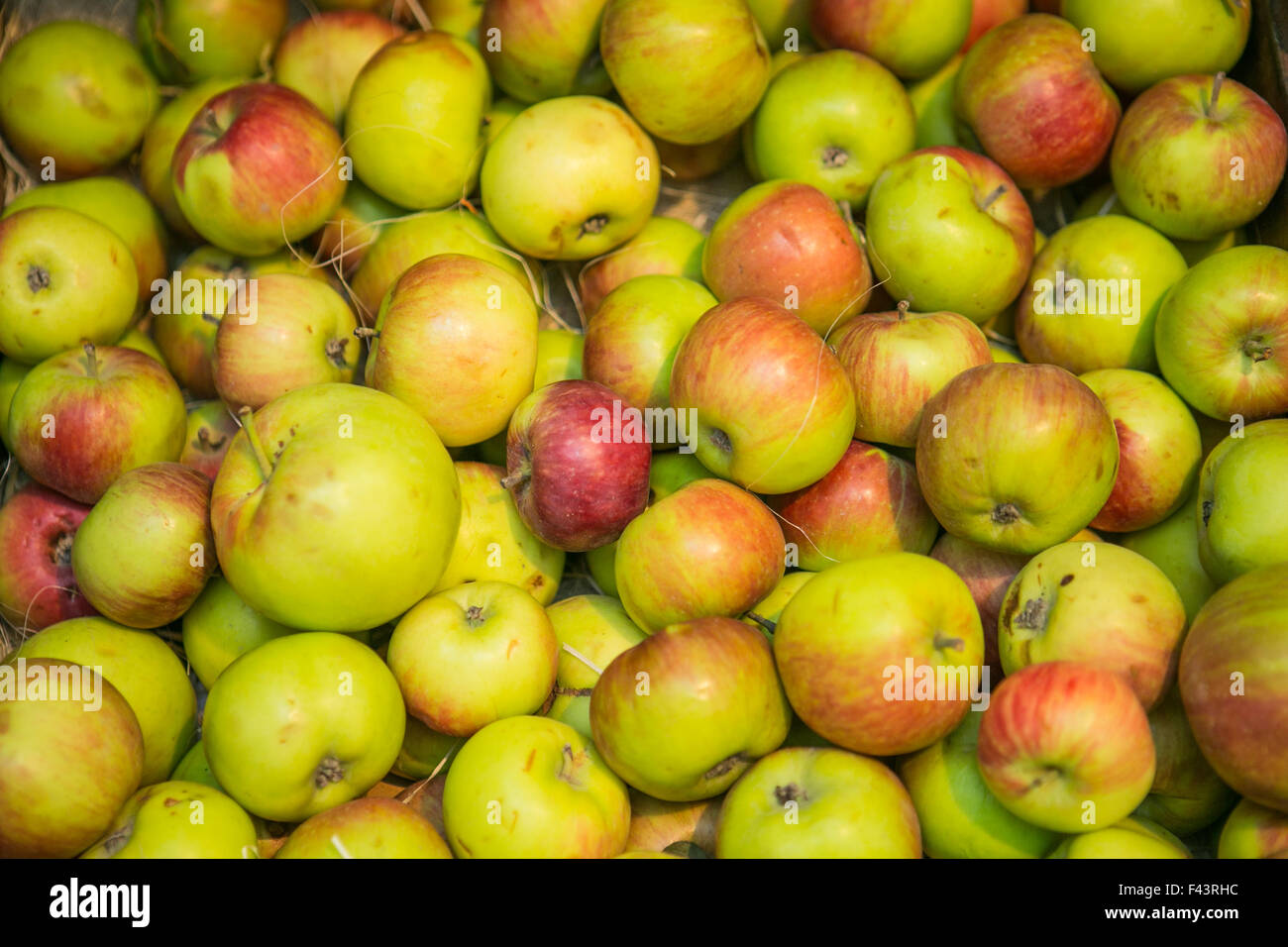 Closeup red, green and yellow apples background Stock Photo - Alamy