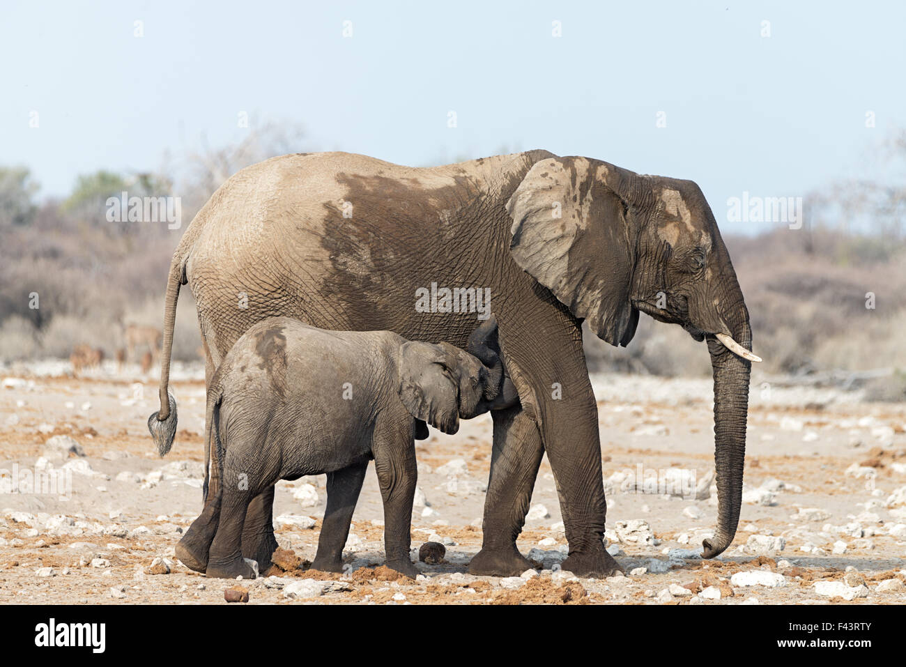 Baby elephant nursing hi-res stock photography and images - Alamy