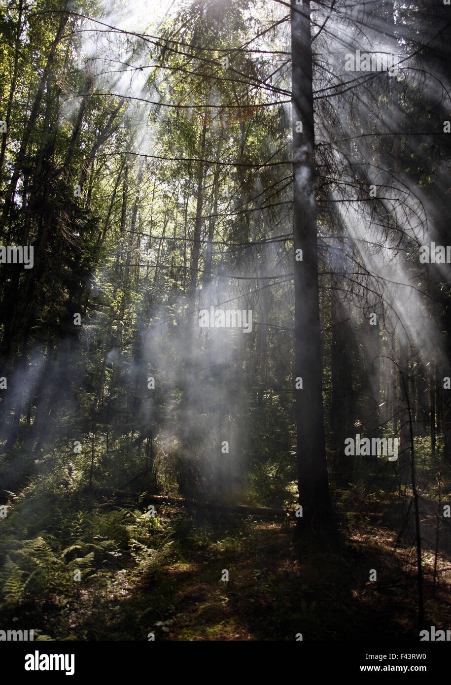 Smoke in forest Stock Photo - Alamy