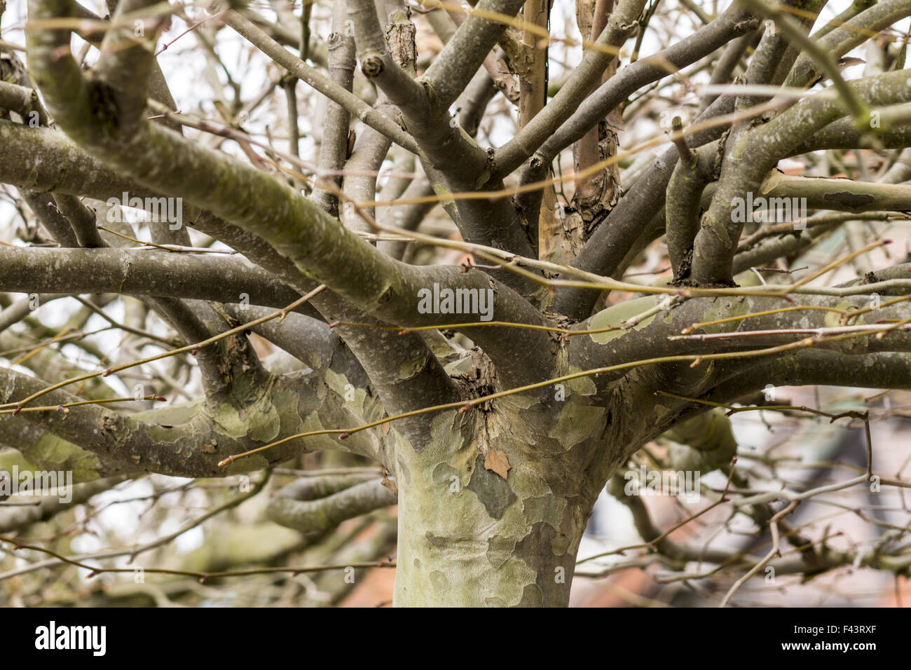 Platane trees hi-res stock photography and images - Alamy