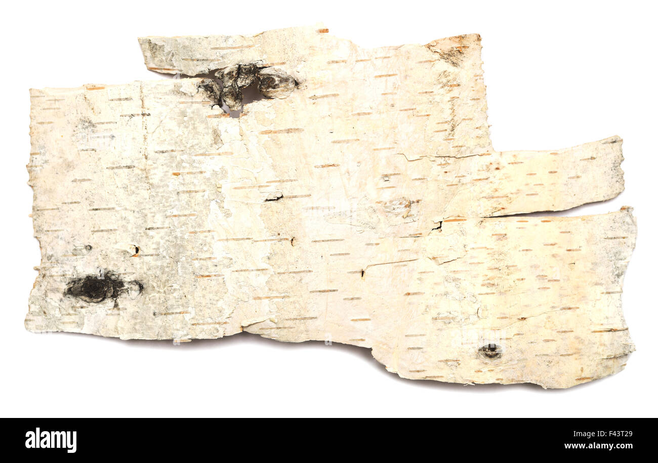 Bark surface Cut Out Stock Images & Pictures - Alamy