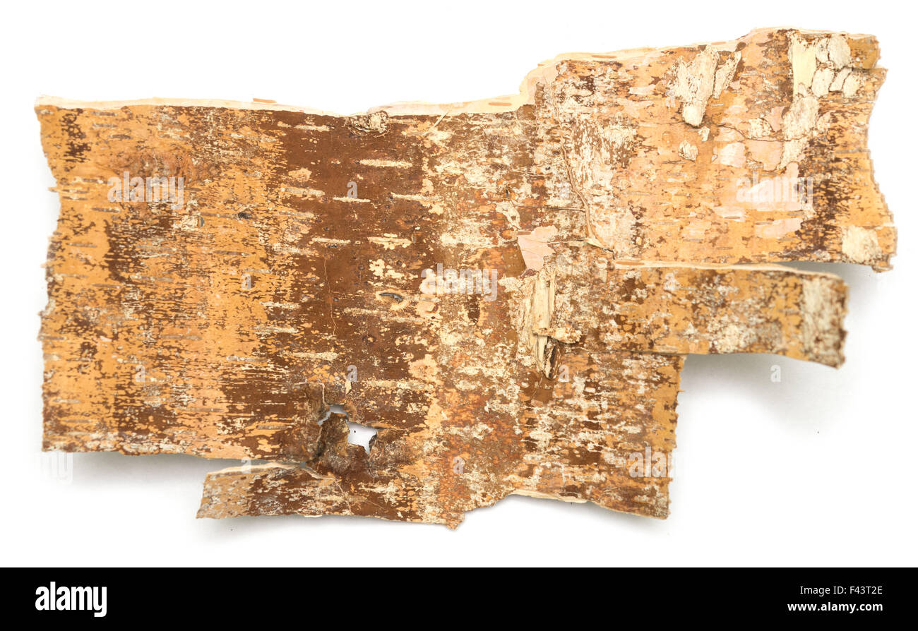 Birch bark detail Cut Out Stock Images & Pictures - Alamy