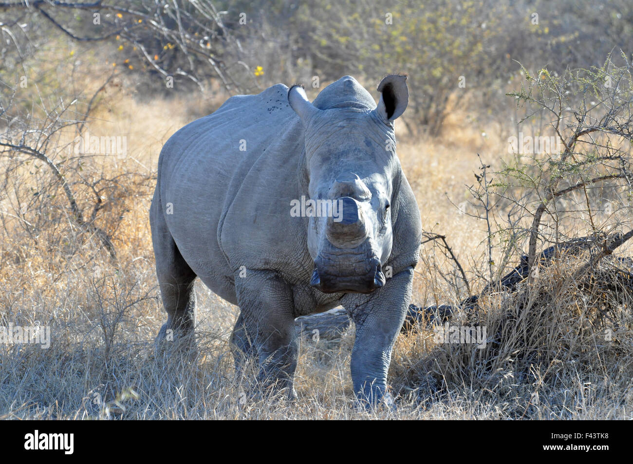 Rhino side view hi-res stock photography and images - Alamy