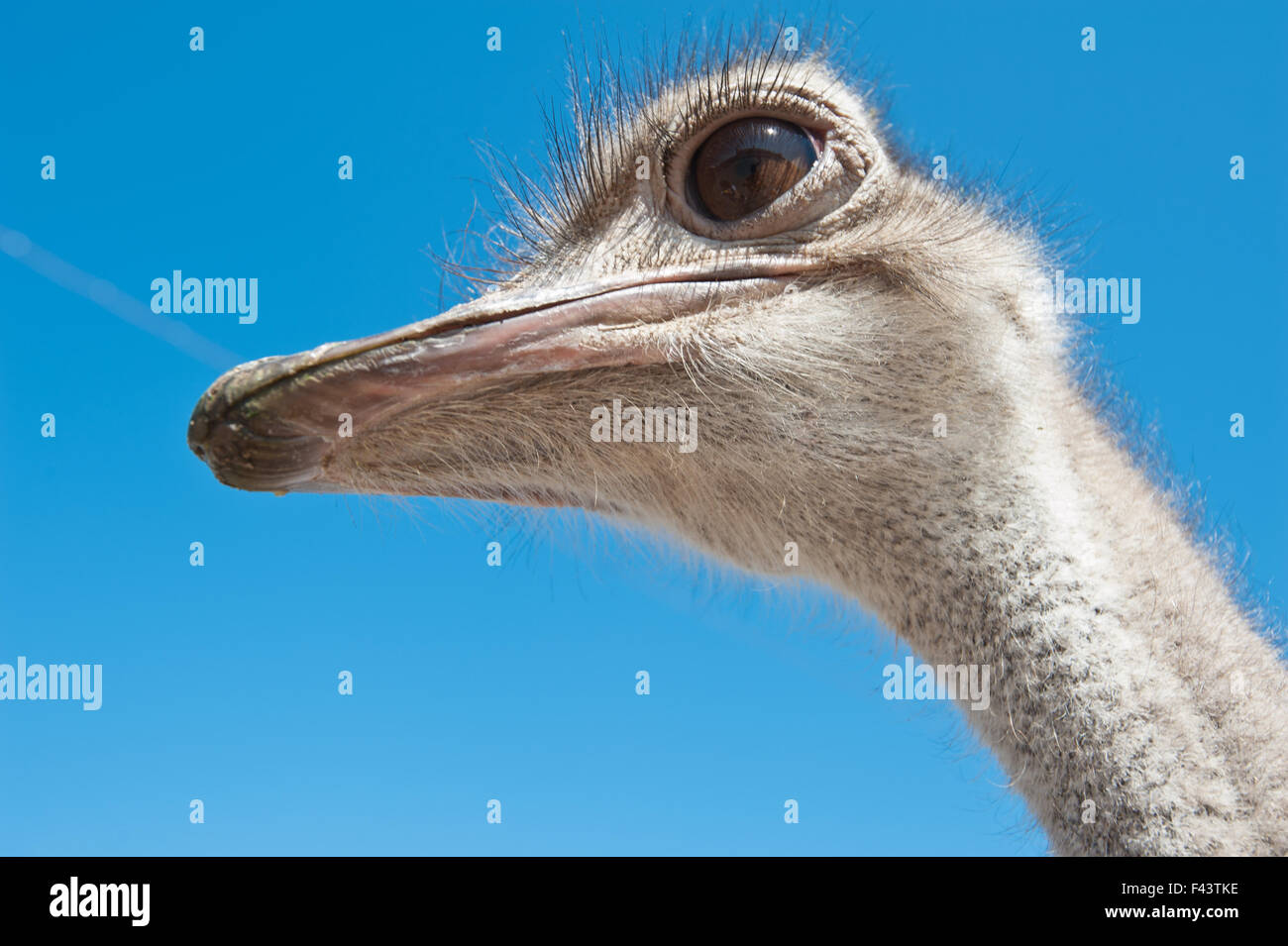 Curious ostrich expression hi-res stock photography and images - Alamy