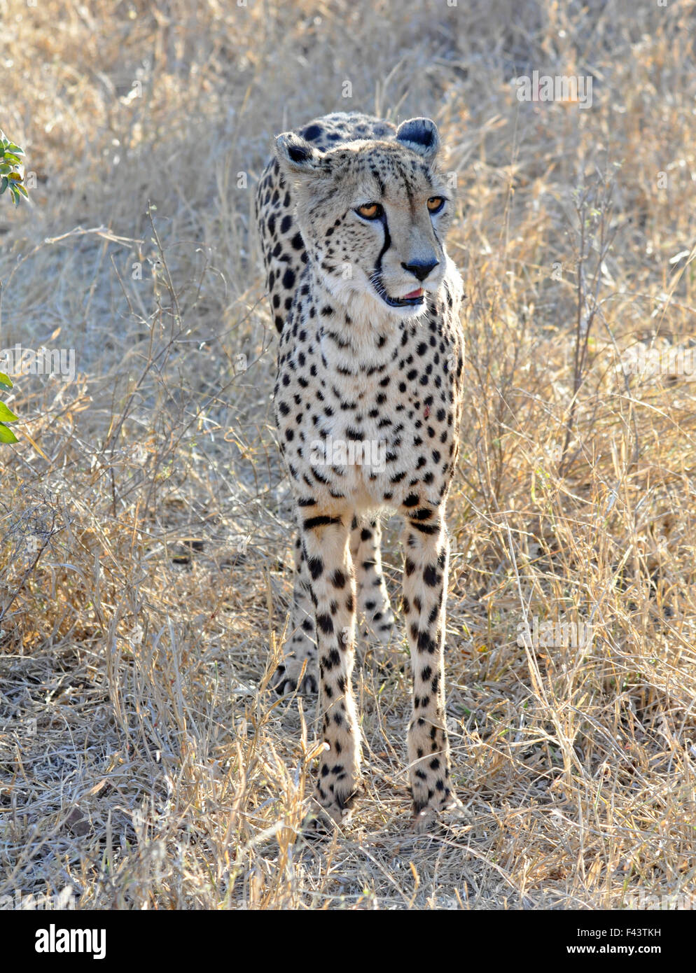 Cheetah High Resolution Stock Photography and Images - Alamy