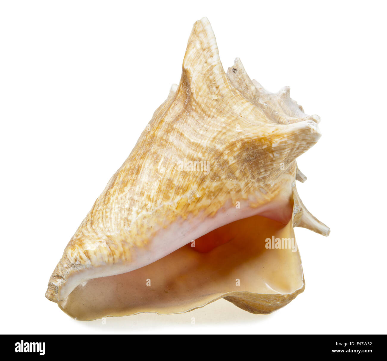 Big sea shell Stock Photo - Alamy