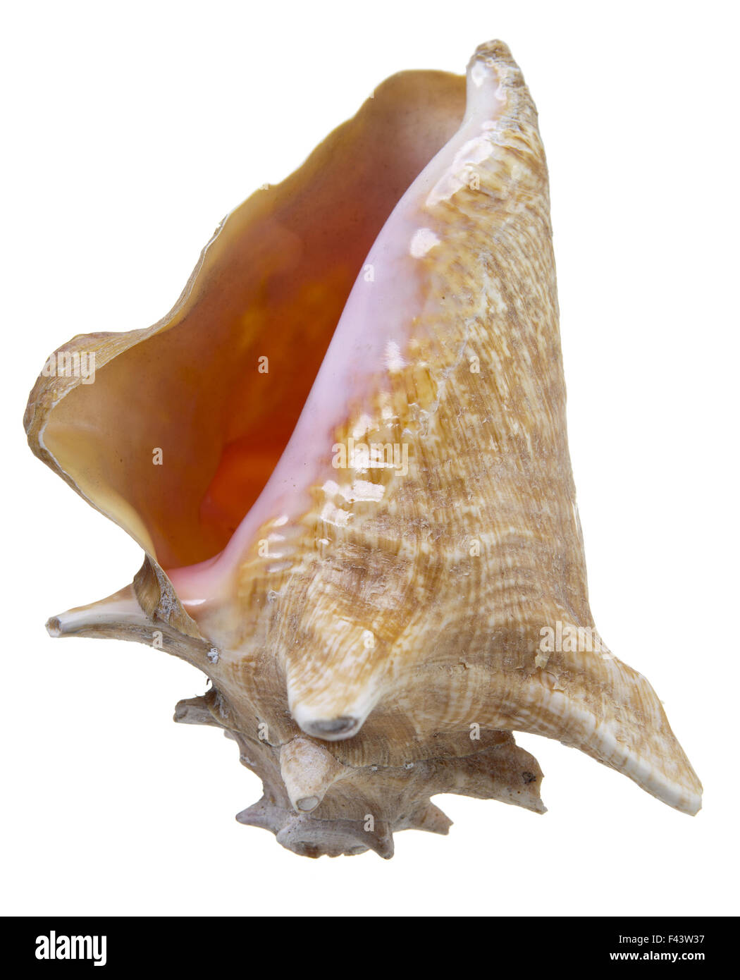 Big sea shell Stock Photo - Alamy