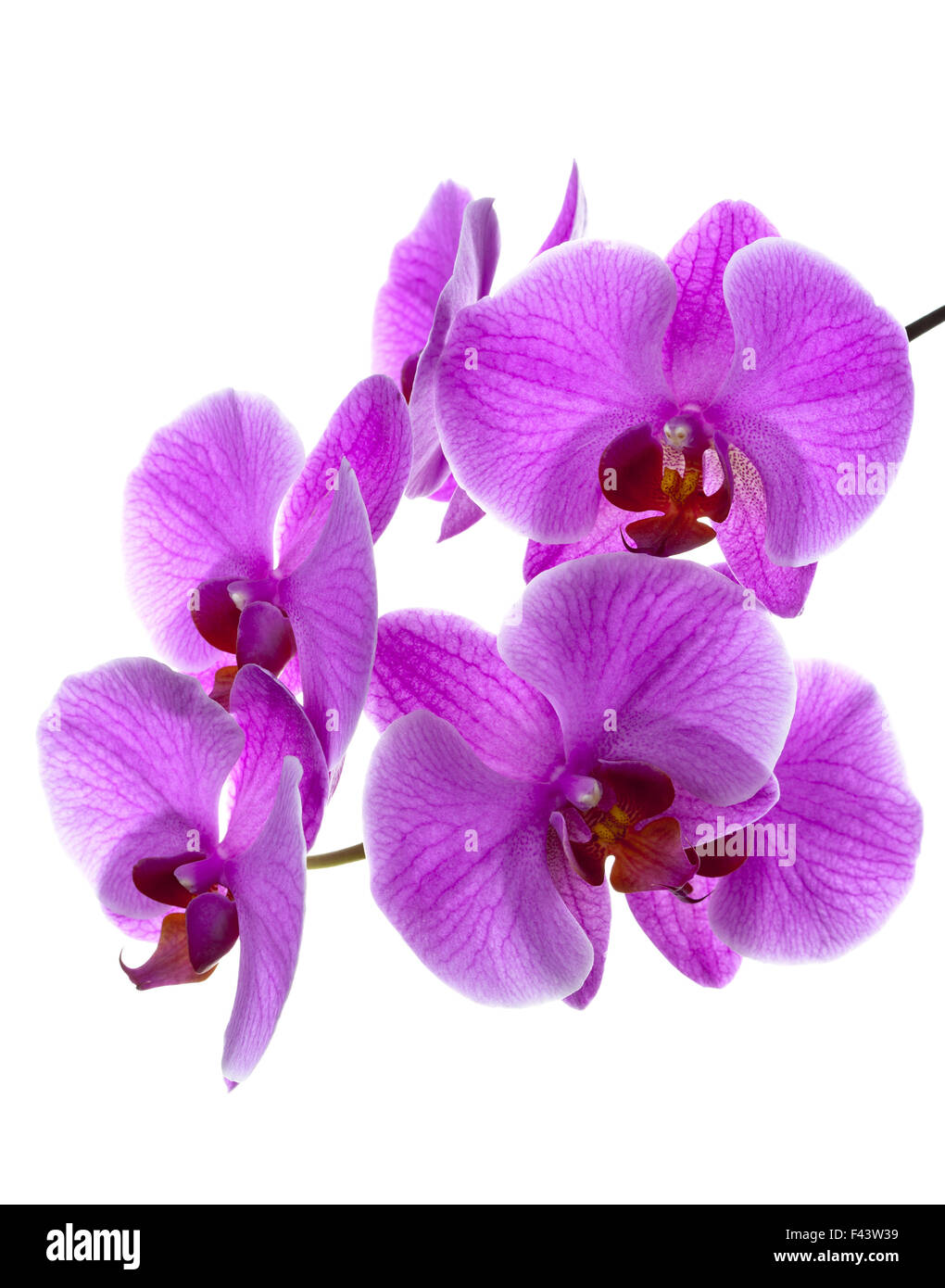 Branch of blooming orchid Stock Photo - Alamy