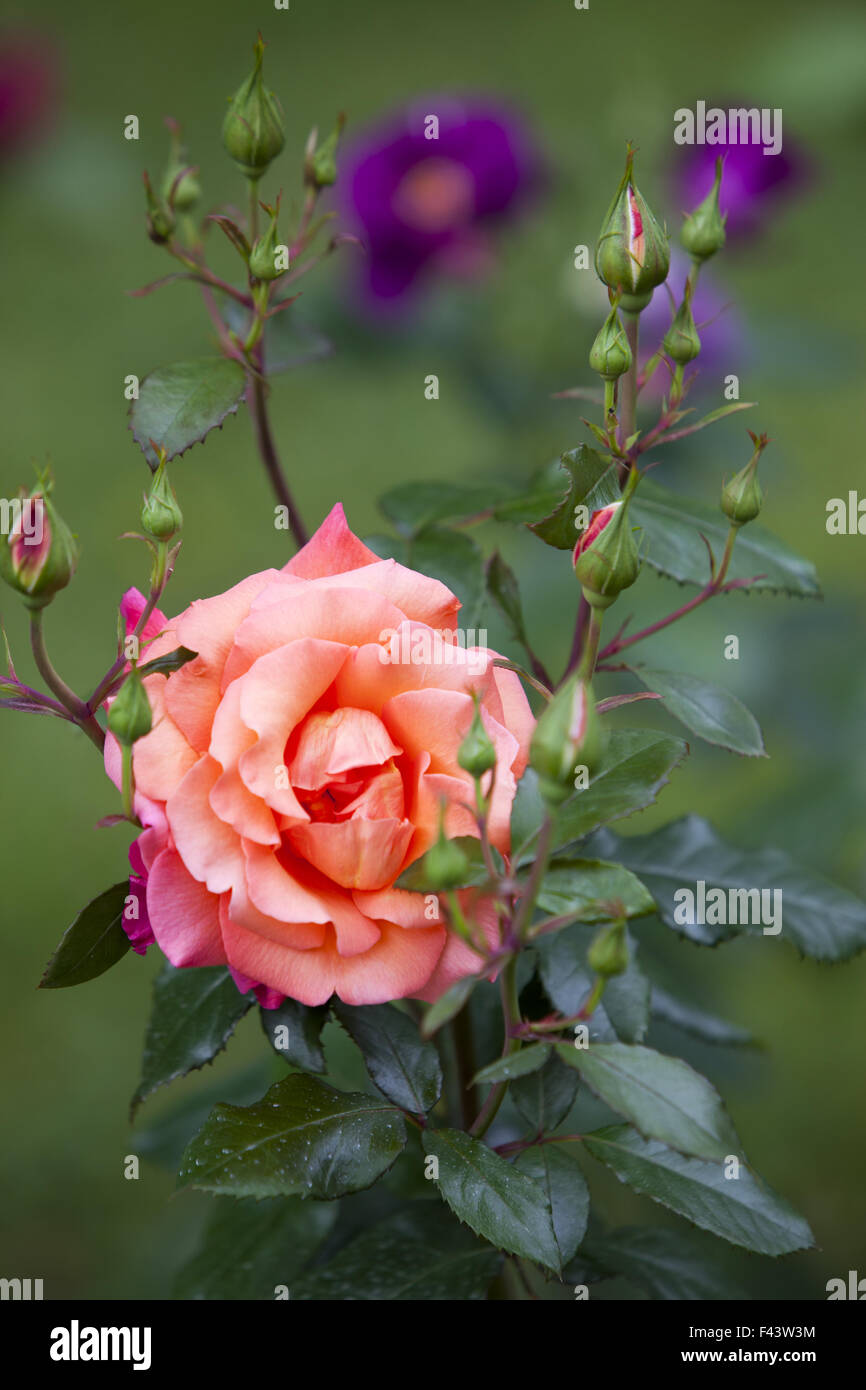 Bush rose hi-res stock photography and images - Alamy
