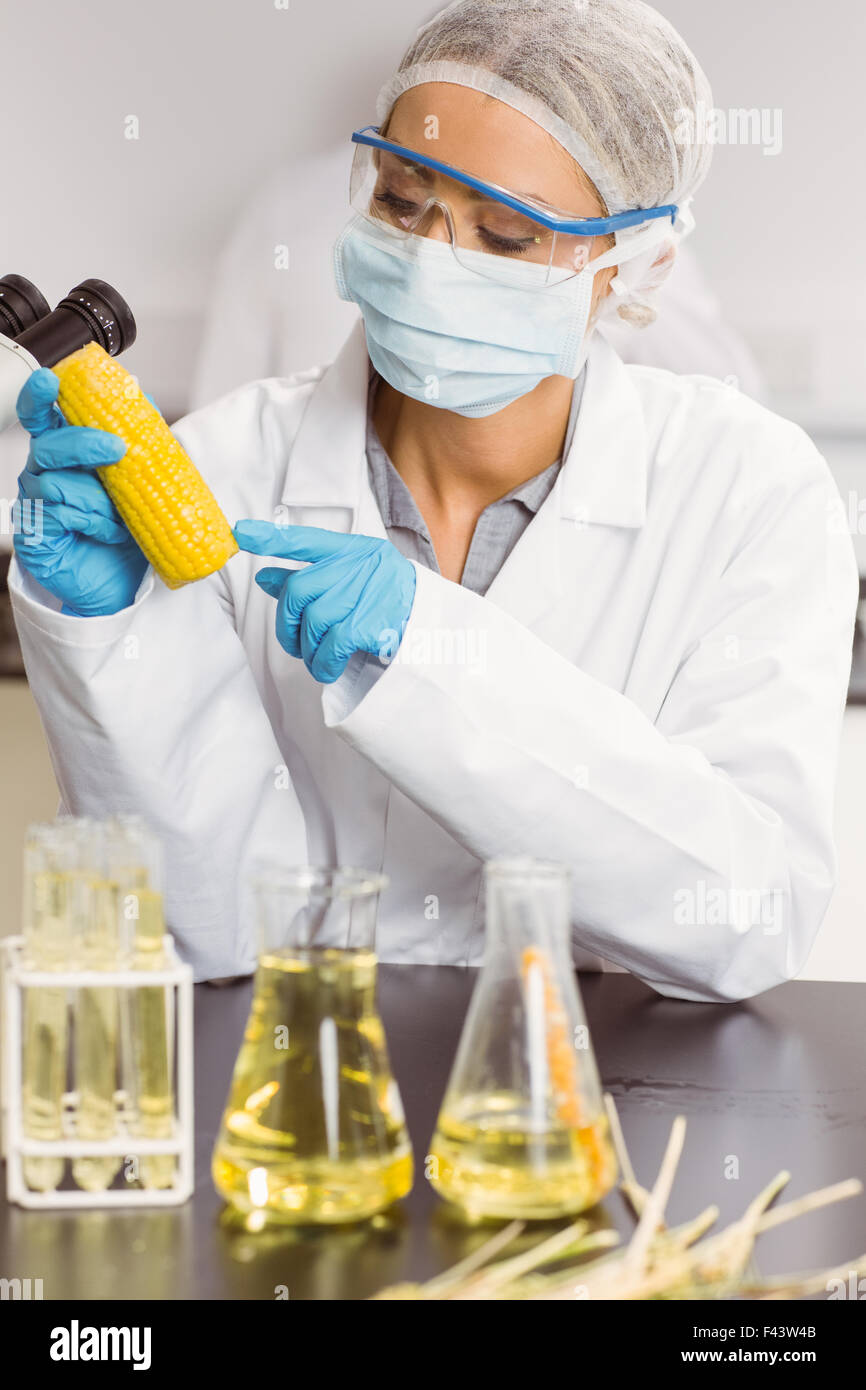 Food scientist looking at corn cob Stock Photo - Alamy