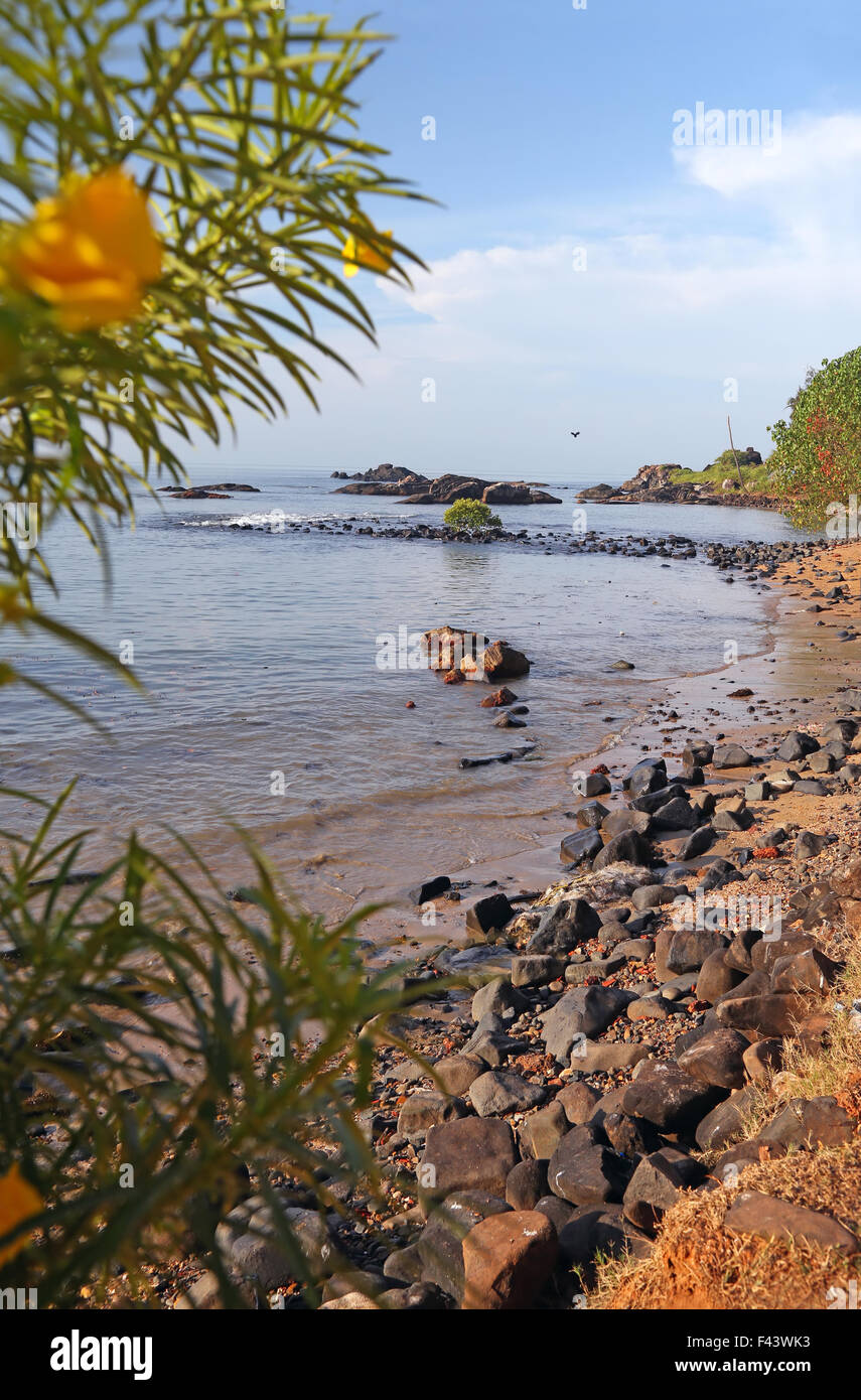 Seashore plants hi-res stock photography and images - Alamy