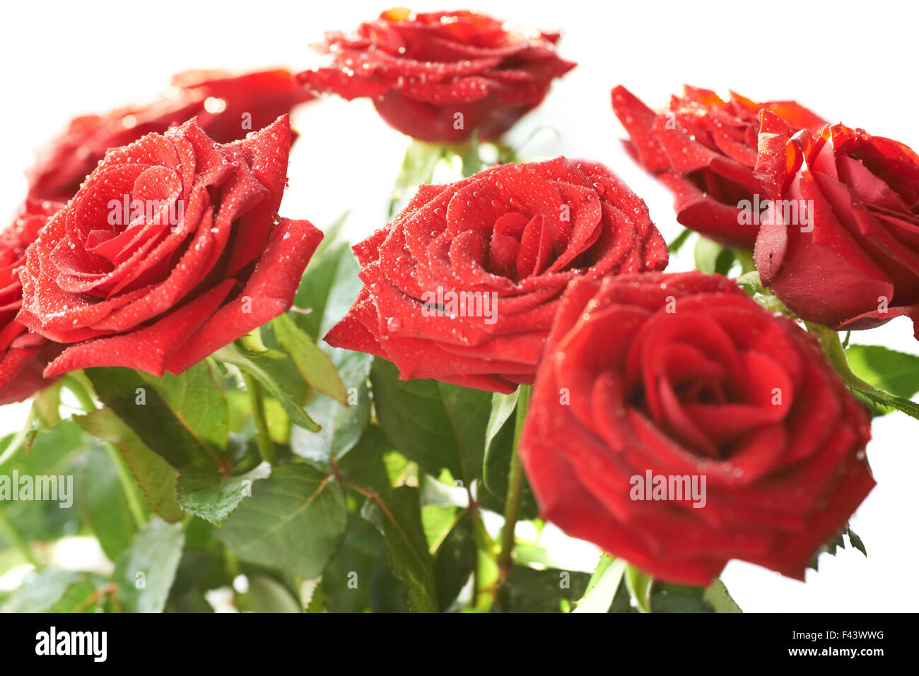 Bunch red roses hi-res stock photography and images - Alamy